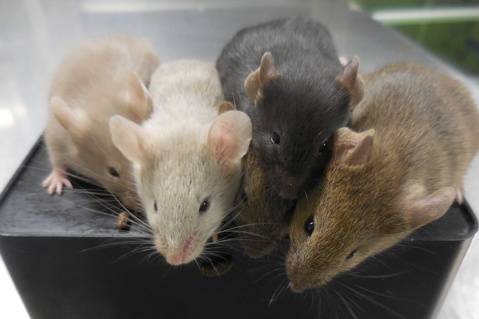 Scientists create mice using cells from two males for first time ...
