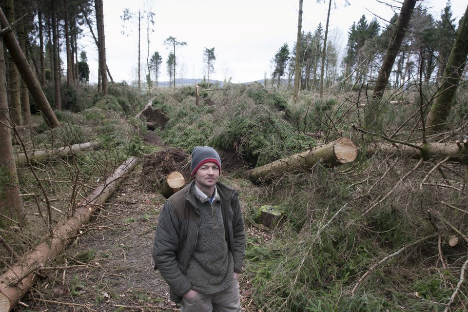 Forestry industry expecting storm damage to total €10m | Irish Independent