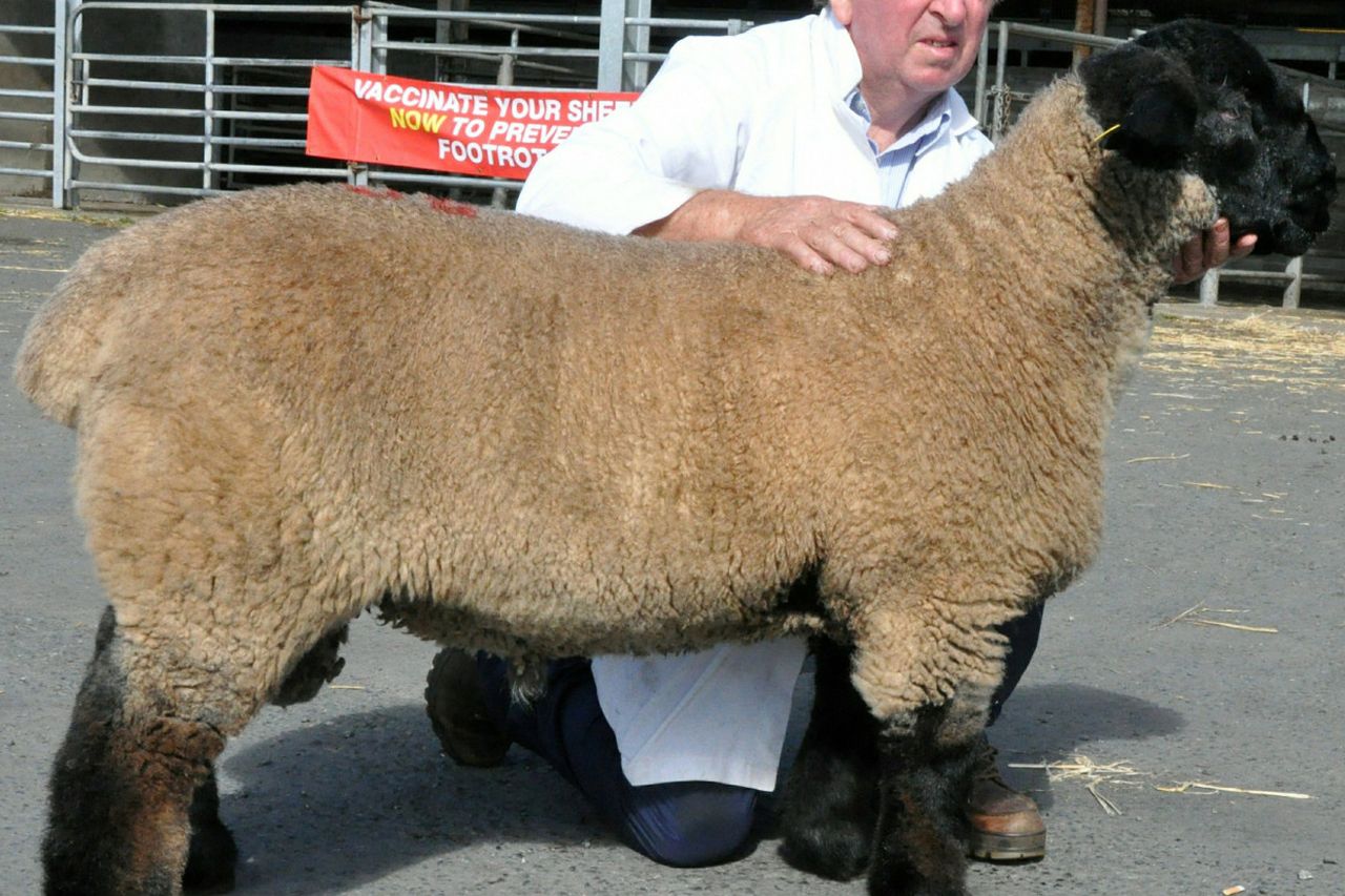 How one Suffolk breeder bred success in his flock over the years ...