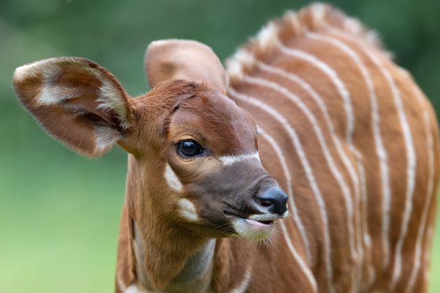 Dublin Zoo reveals latest arrival as endangered bongo calf is born ...