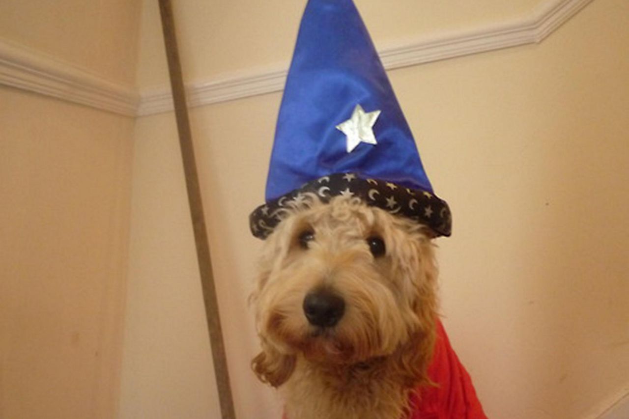 Kirsty Blake Knox: We recently lost our beloved family dog Cosmo – and ...