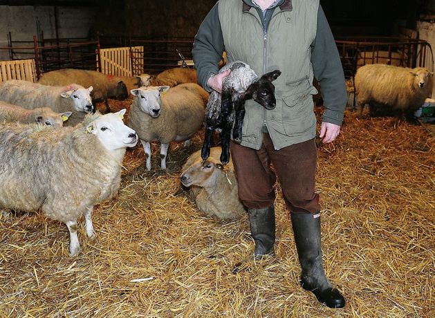 Sheep savaged in 'vicious' dog attack | Independent.ie