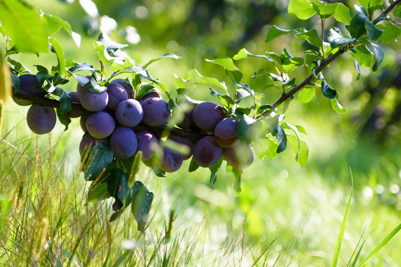 Nature's colourful display bears fruit | Irish Independent
