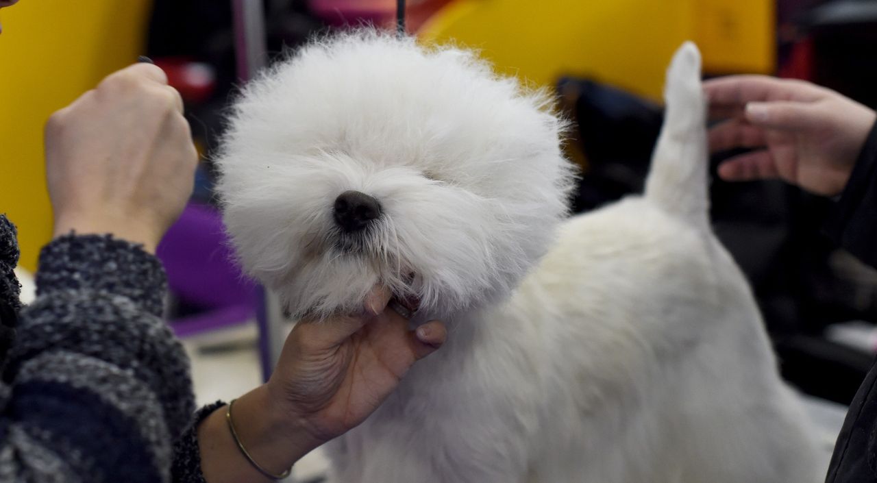 These pictures from New York's Westminster Dog Show will give you ...