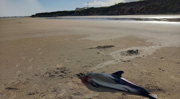 Young dolphin washes up on Wexford beach after falling foul of choppy ...