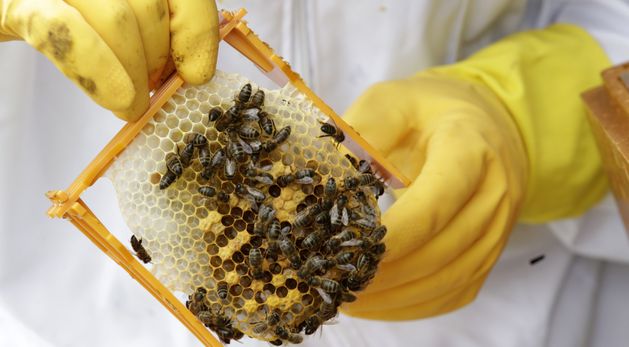 Make a bee line for Ashford's new festival | Irish Independent