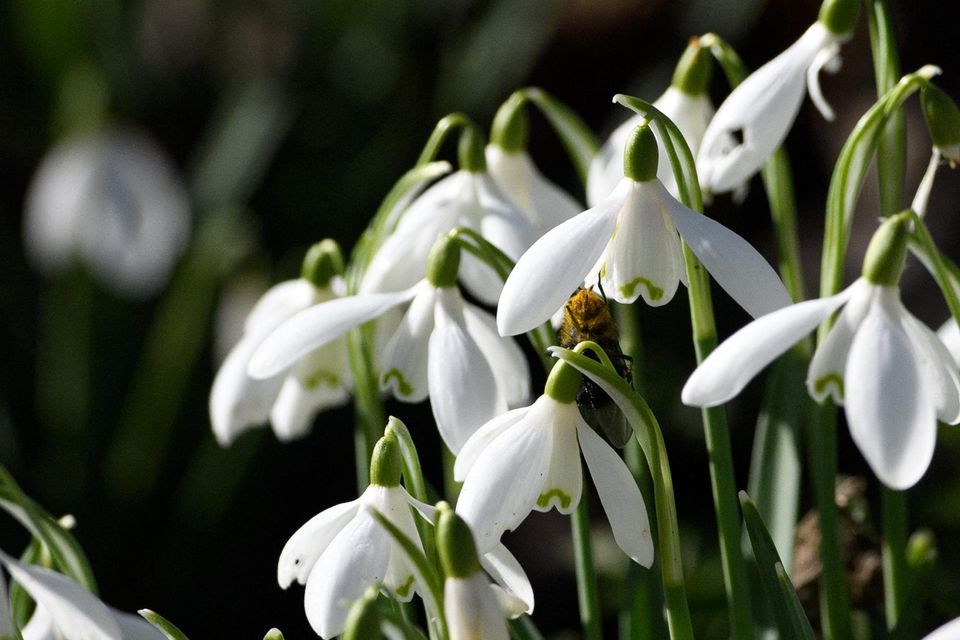 Diarmuid Gavin: Put a spring in your step with a host of special ...