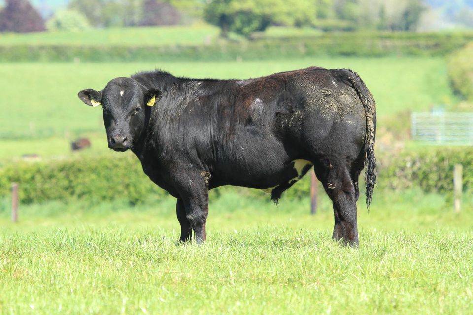 Belgian Blue Bull Calf