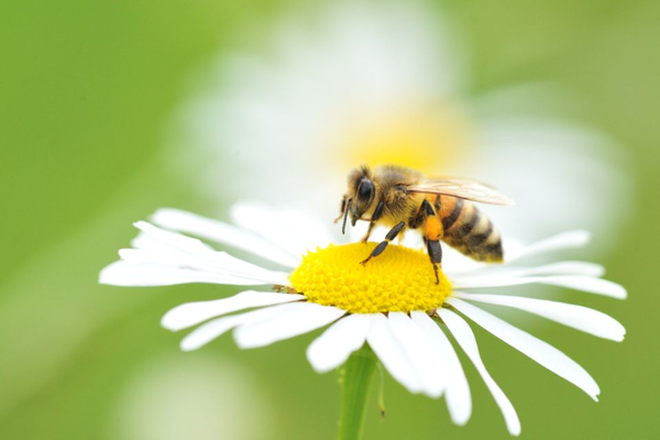 Plight of the humble bee – and how AI is helping to a degree | Irish ...