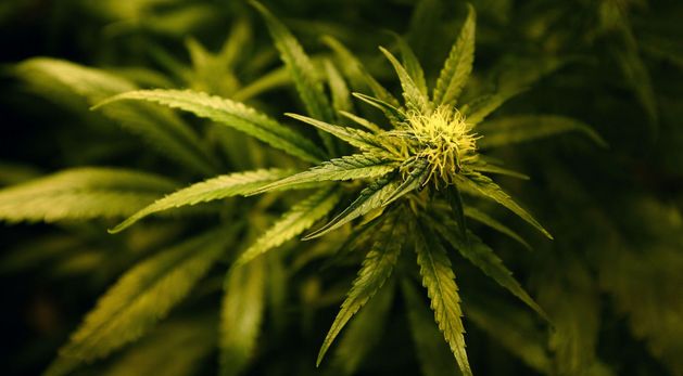 Ireland set to legalise cannabis to treat medical conditions | Irish ...