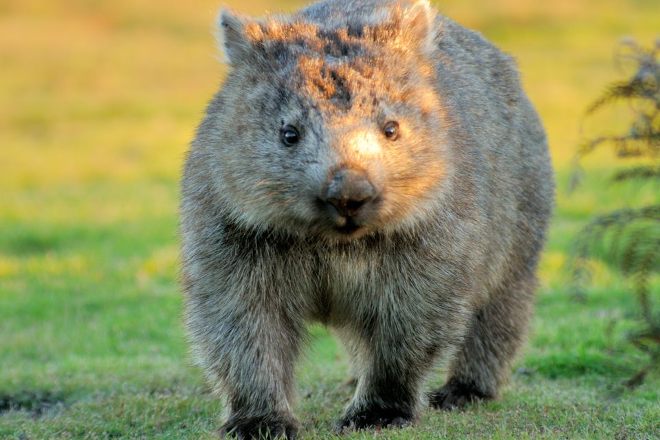 Orphaned wombat joey at Sydney Zoo hand-raised by keepers | Irish ...