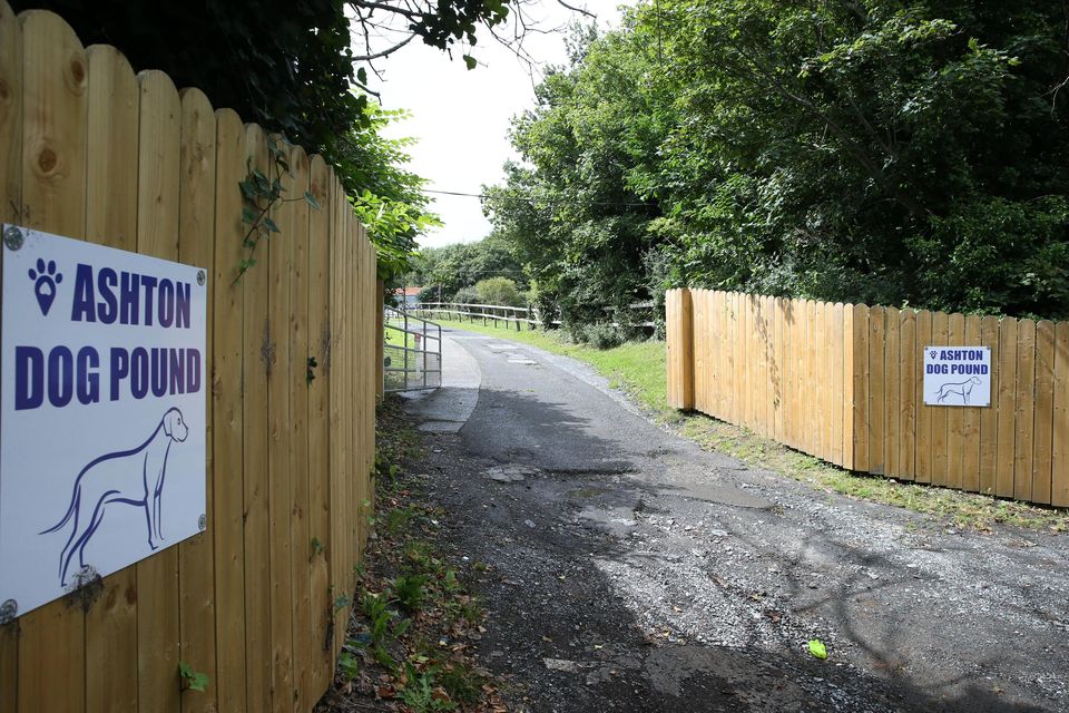 Sixth person charged over animal cruelty offences at Dublin dog pound ...