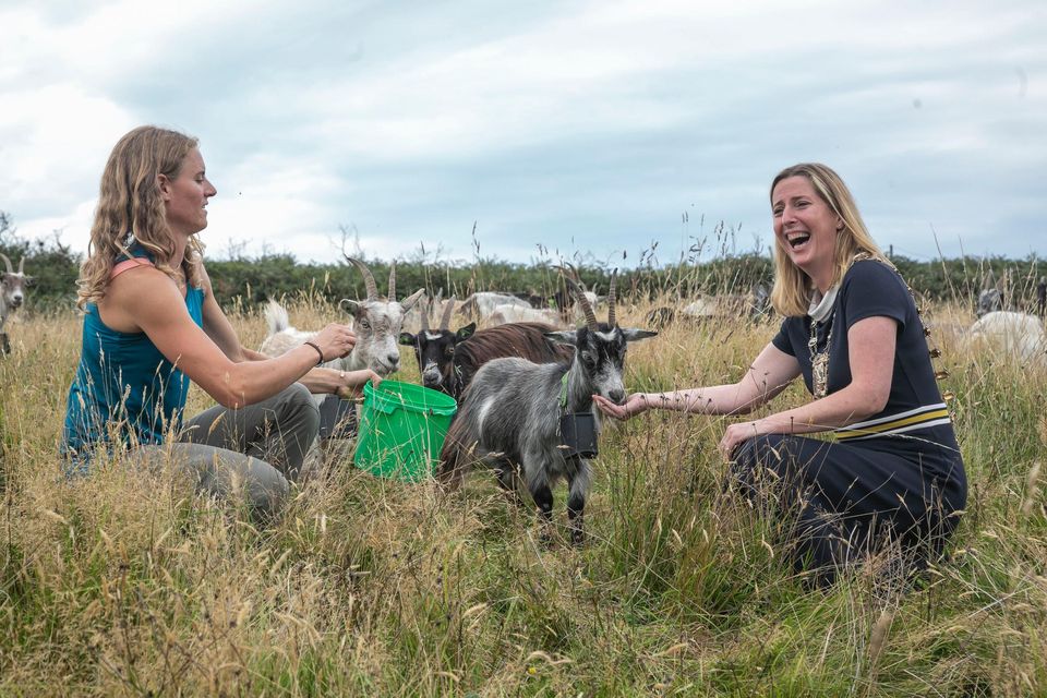 Herd of 25 ‘fire-fighting’ goats makes its new home on Hill of Howth ...