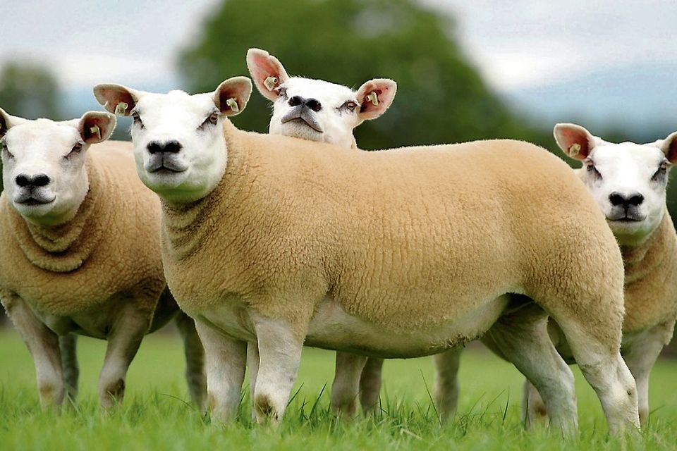 Getting ewe body condition score to a 3.5 average is now the focus ...