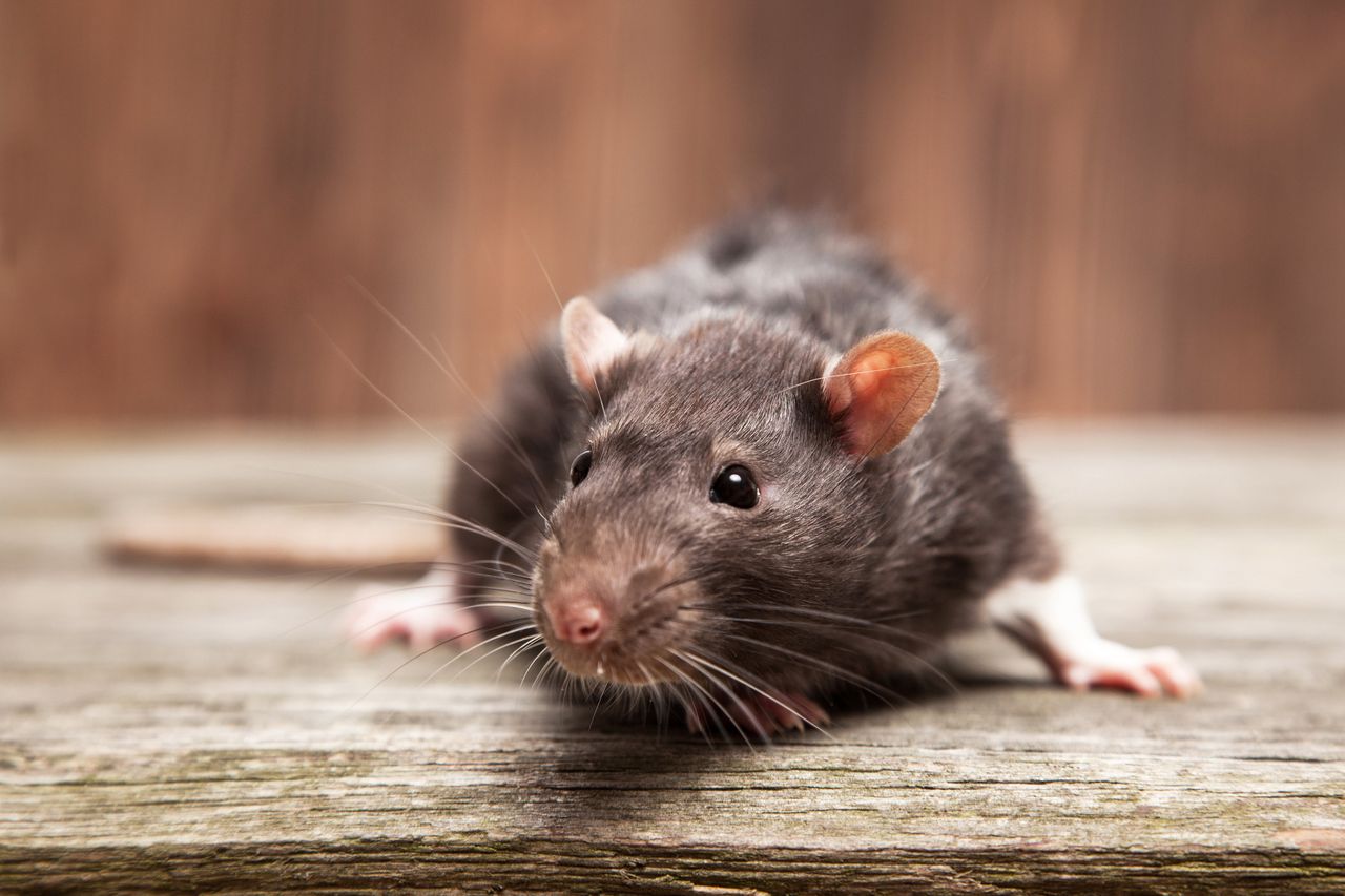 Rodent infestation and rodent dropping among reasons for 10 closure ...