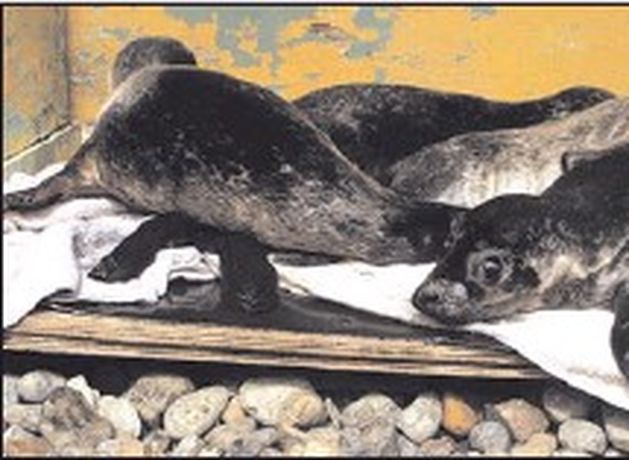 Seals rescued | Irish Independent