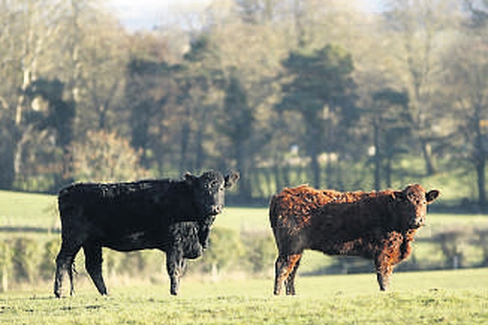 Bad weather deepens crisis for cattle farms | Irish Independent
