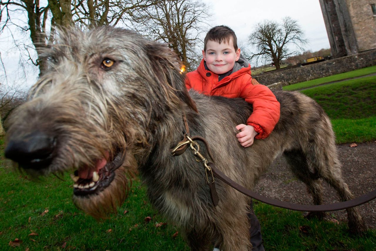 Bunratty Castle wants YOU to name its two new Irish wolfhounds | Irish ...