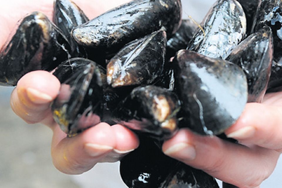 Mussel dredgers leave Dublin coastline 'smelling like corpses ...