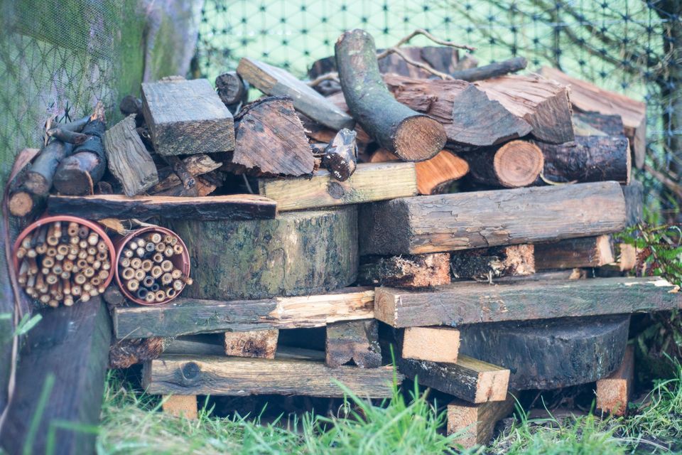 How to help make habitats for nature | Irish Independent