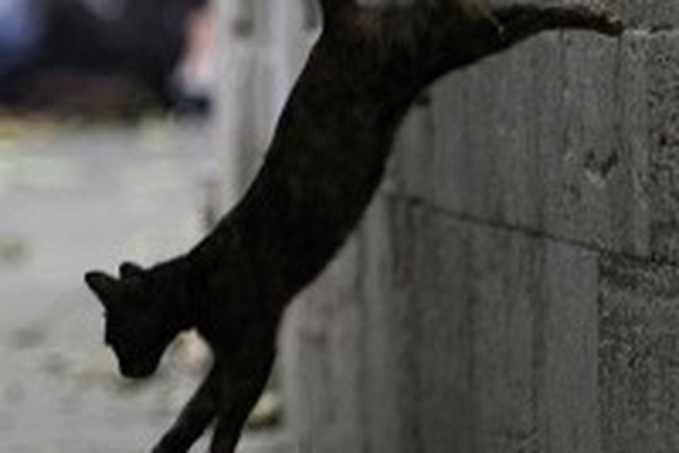 Cat death sparks flap over Thatcher | Irish Independent