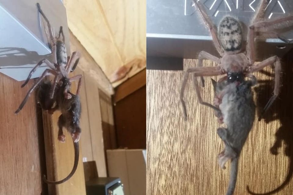 Huntsman spider photographed eating a pygmy possum in Australia | Irish ...