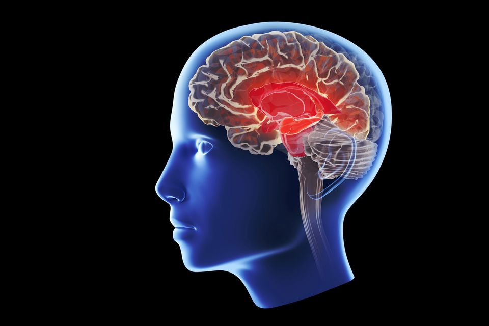 Brain Synapses