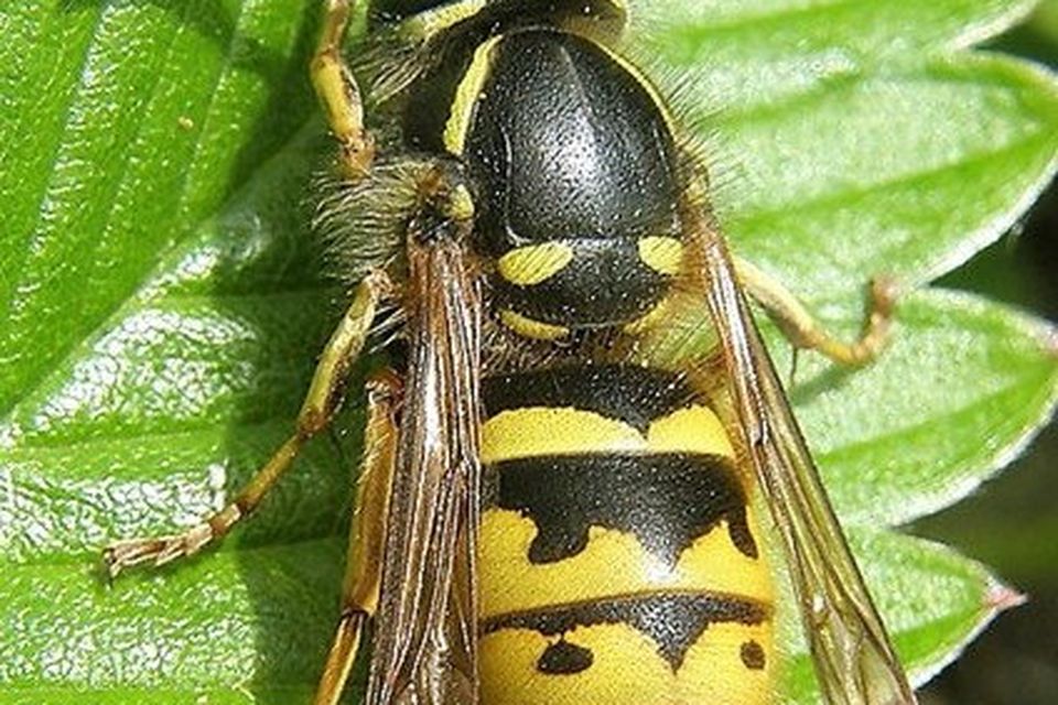 Most wasps die as temperatures fall in autumn | Irish Independent
