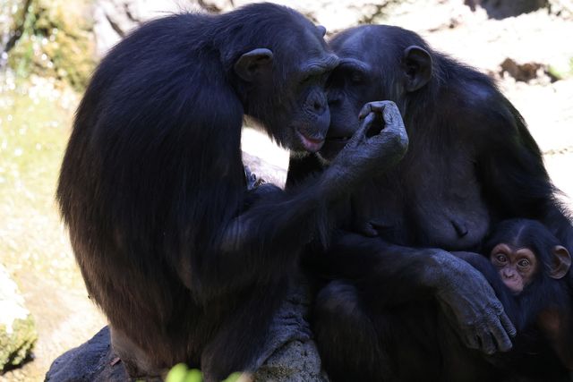 Grieving chimpanzee carries dead baby for months at Spanish zoo | Irish ...
