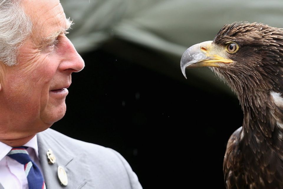 Bald eagle gets in a flap with Prince of Wales | Independent.ie