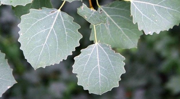 The flutter, tremble, shiver and quake of the Aspen | Irish Independent