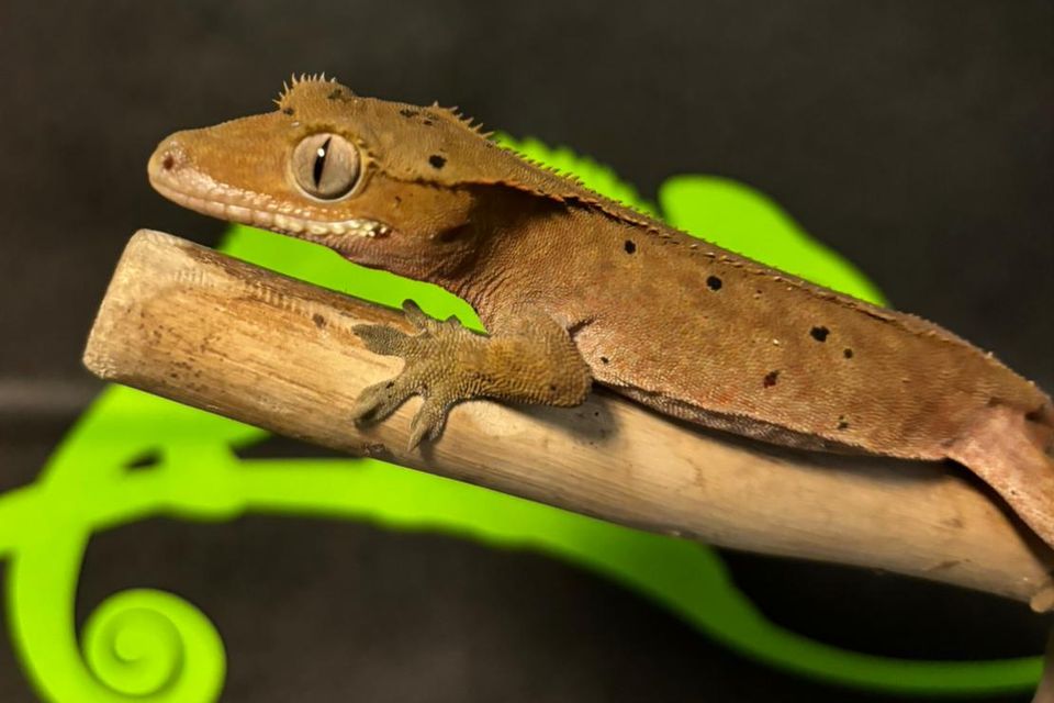 Dublin couple find pet lizard under their kitchen sink | Irish Independent
