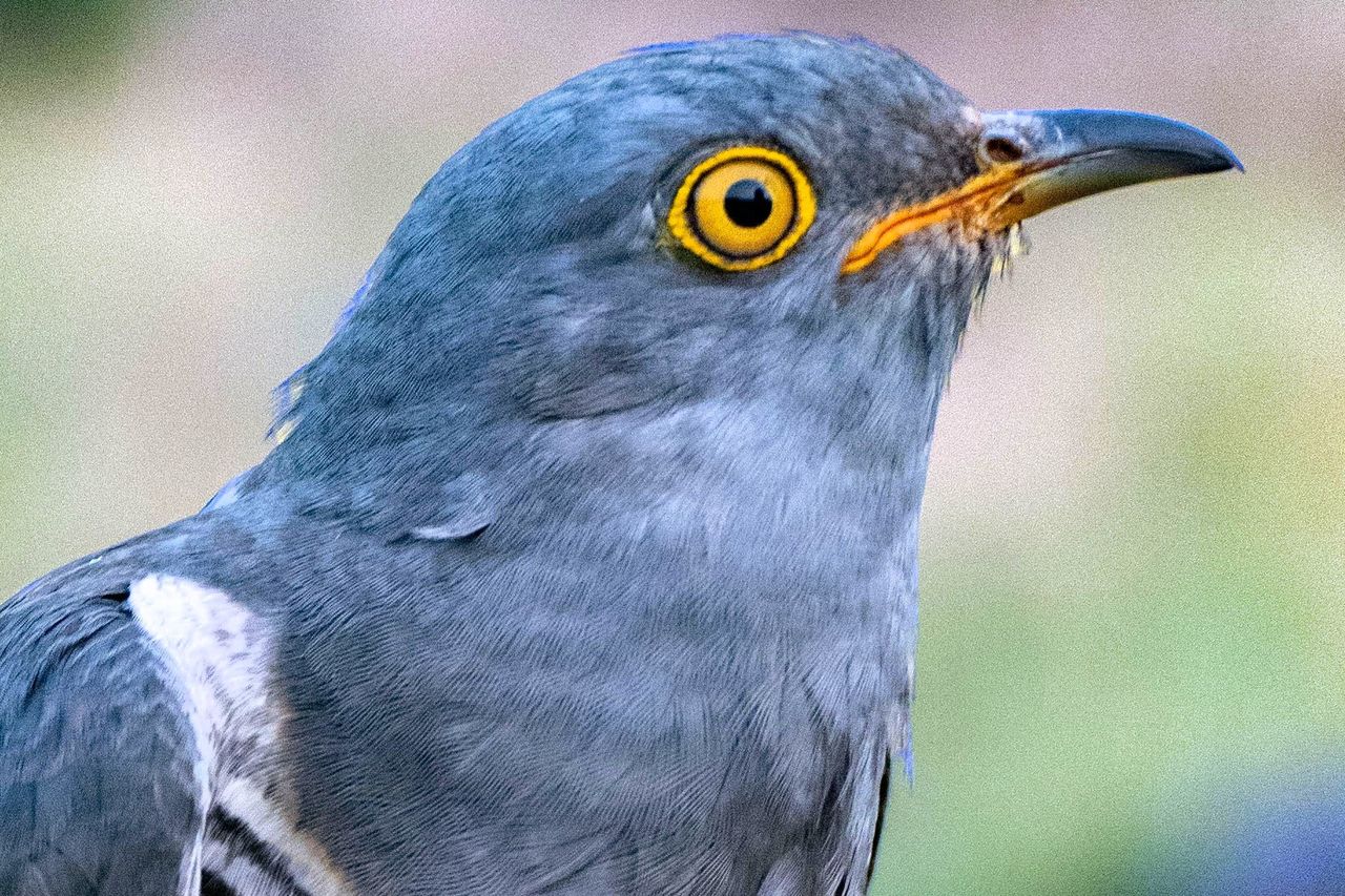 Nature Trail: KP the Cuckoo– From County Kerry to the Congo and back ...