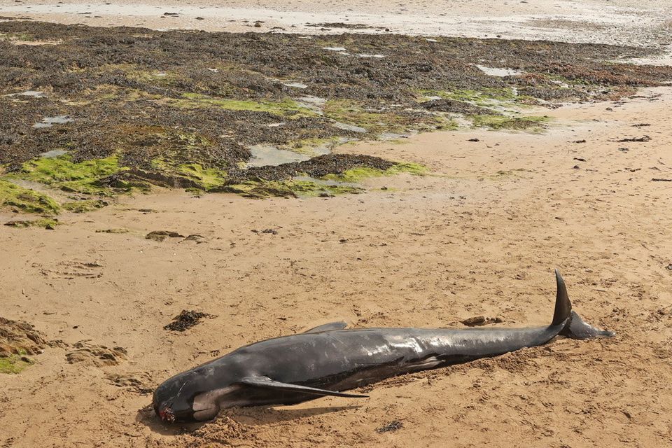Sad end for pilot whale spotted off Wexford coast | Irish Independent