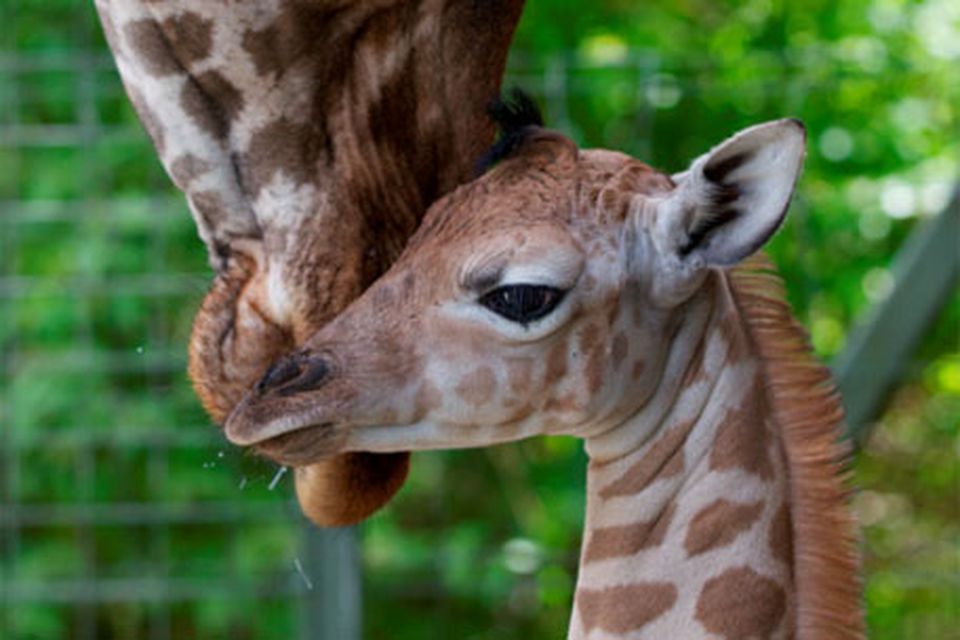 Six-foot baby? You're havin' a giraffe | Irish Independent