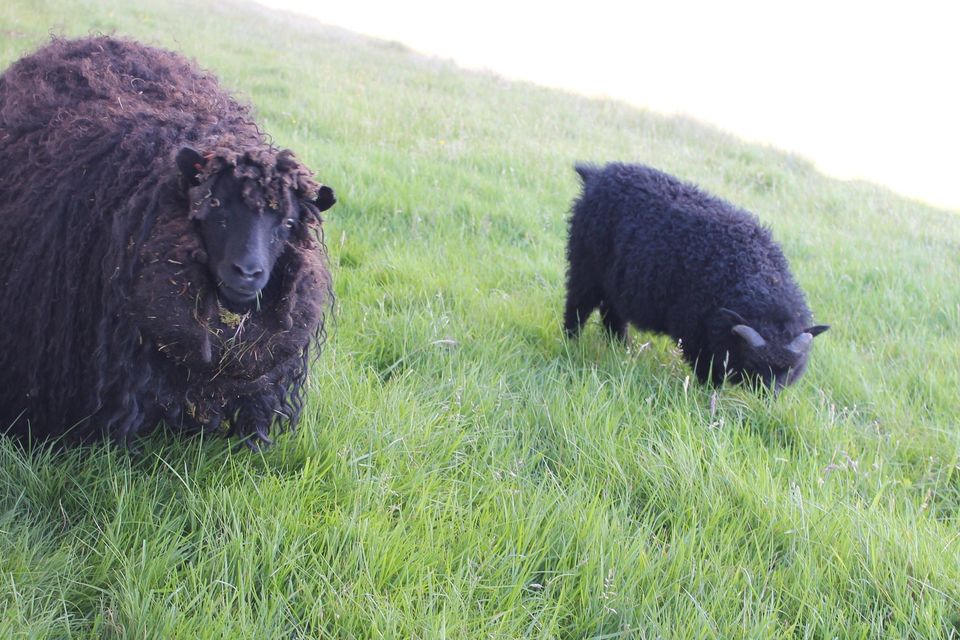 ‘Faroese sheep are among the best mothers in the world’ – meet the ...