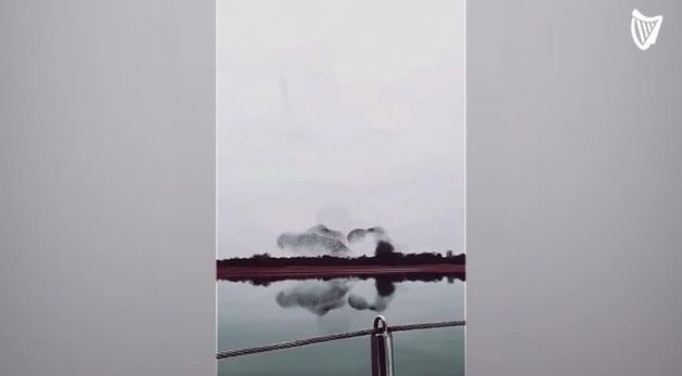 Impressive starling murmurations at Coosan Point in Athlone | Irish ...