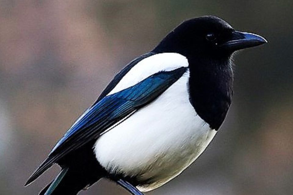 The magpie - a striking bird which not many warm to | Irish Independent