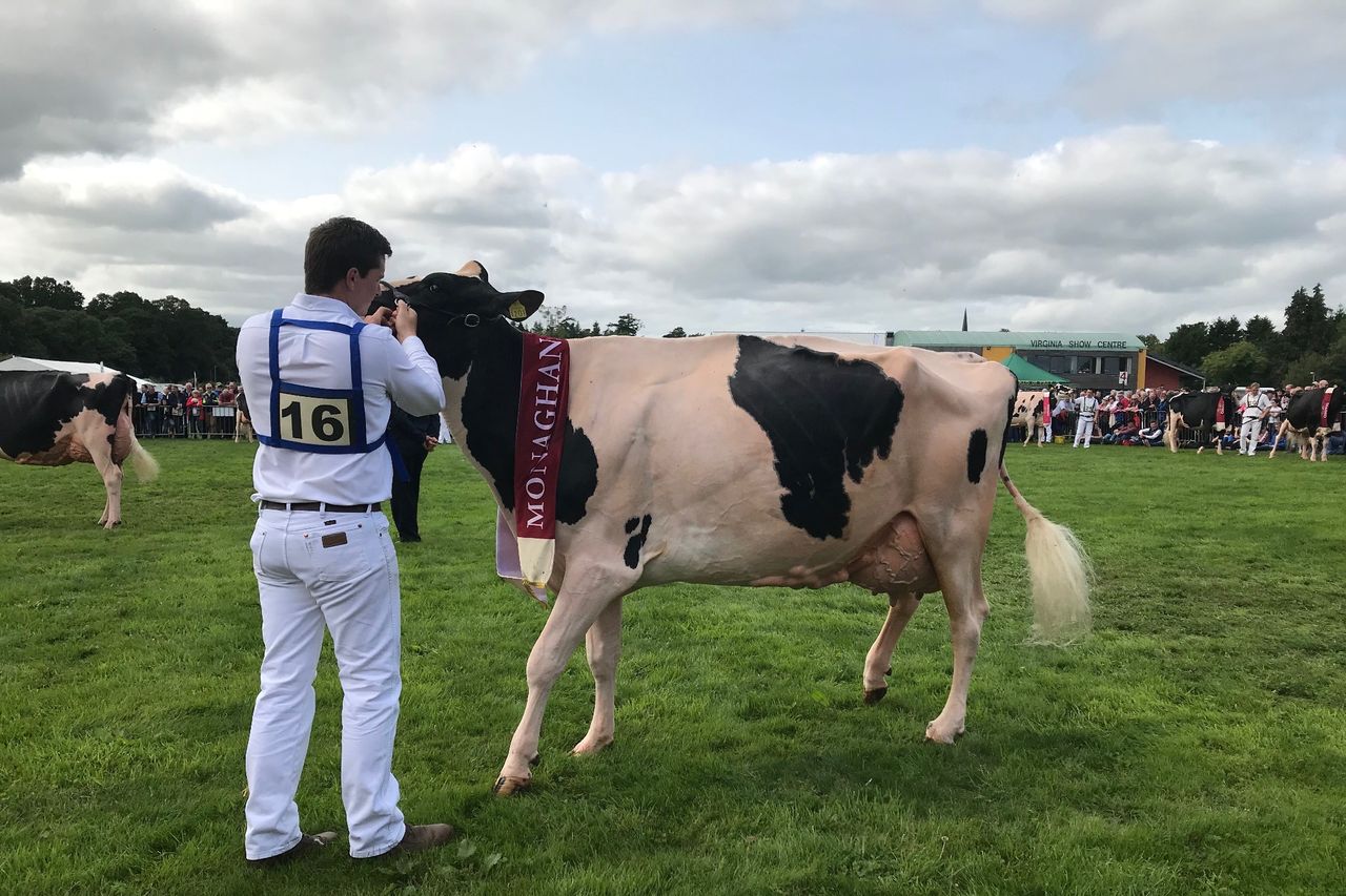 Monaghan cow takes home Bailey's Champion Cow title | Irish Independent