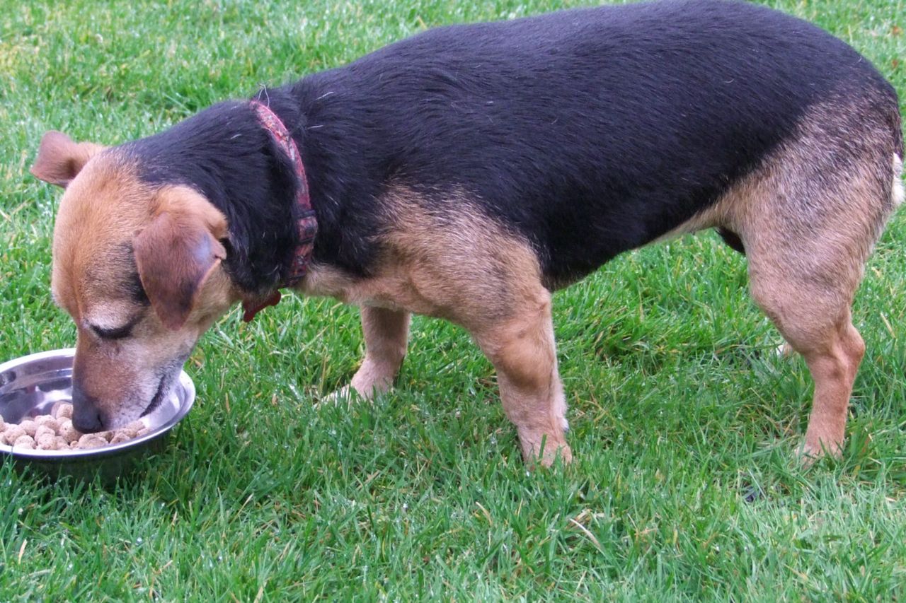 Pet food: the new fad diet for hungry humans? | Independent.ie