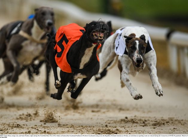 Fiery Jack storms to success at Enniscorthy greyhound track | Irish ...