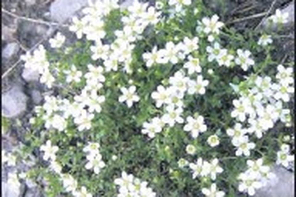How Sandwort survived the Ice Age in Sligo | Irish Independent