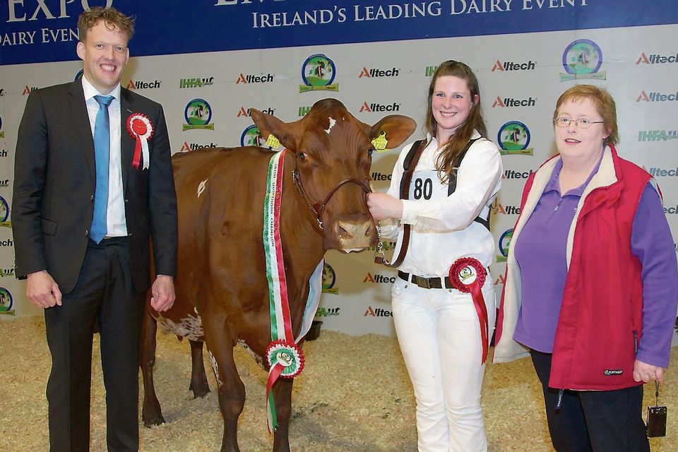 Shorthorn breeders aiming for bigger share of suckler sales | Irish ...