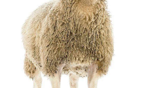 Book Review: A rare breed of shear delight | Irish Independent