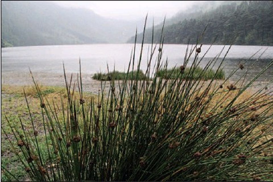 Avoca River ranks high on country's polluted list | Irish Independent