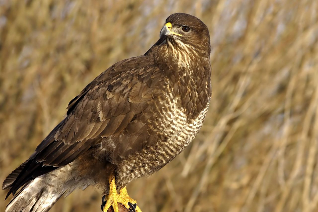 'It's a myth that Buzzards attack dogs and lambs' - FarmIreland.ie ...