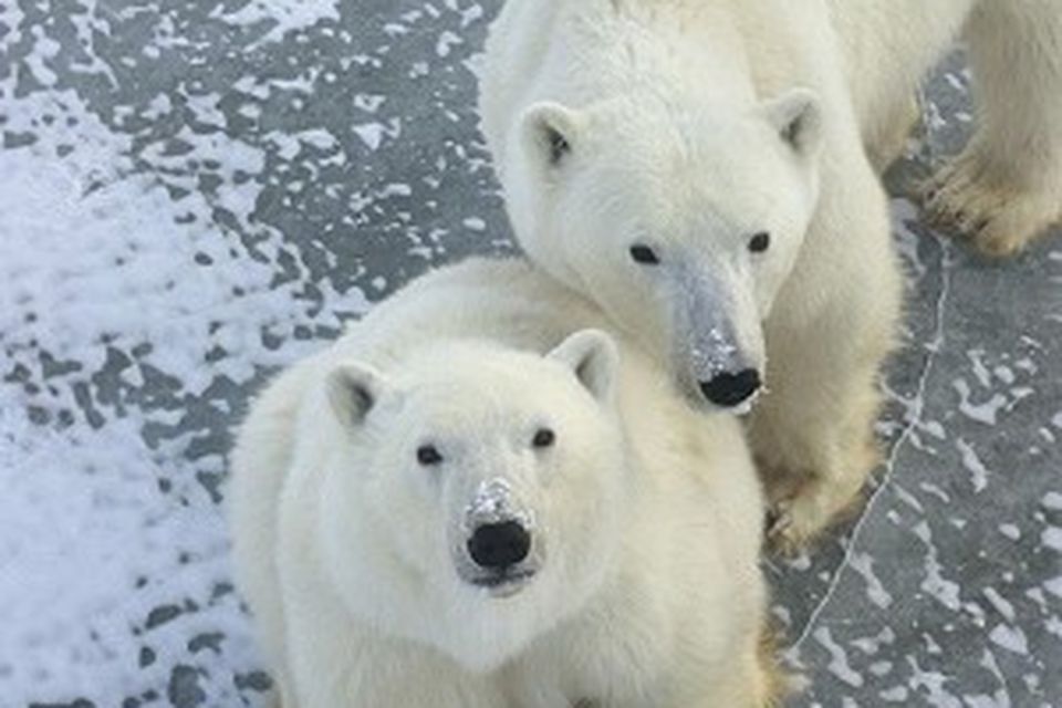 Polar bears' Irish ancestry exposed | Independent.ie