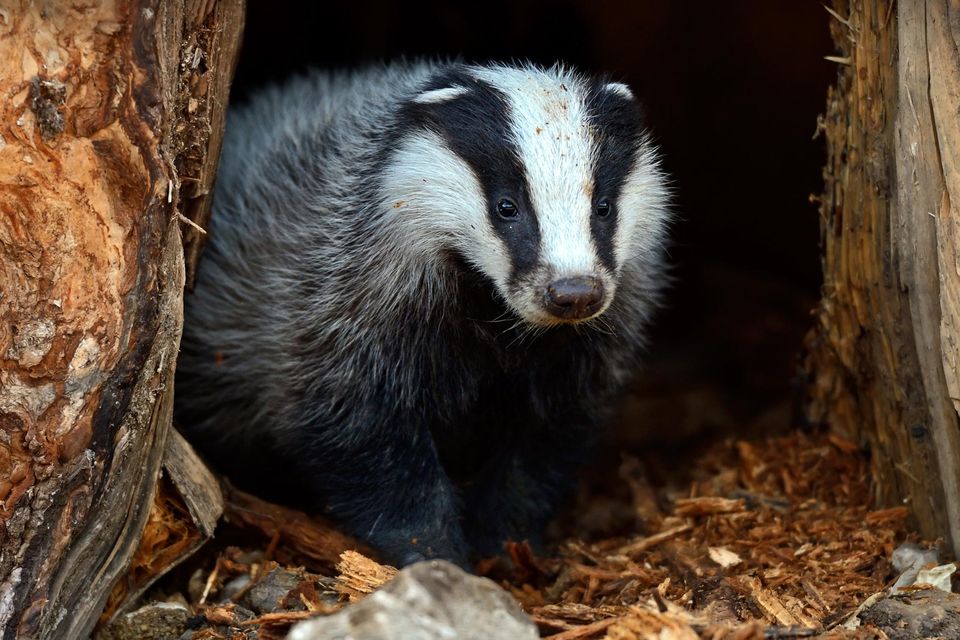 Man is fined €5,000 and banned from owning animals for ten years in ...