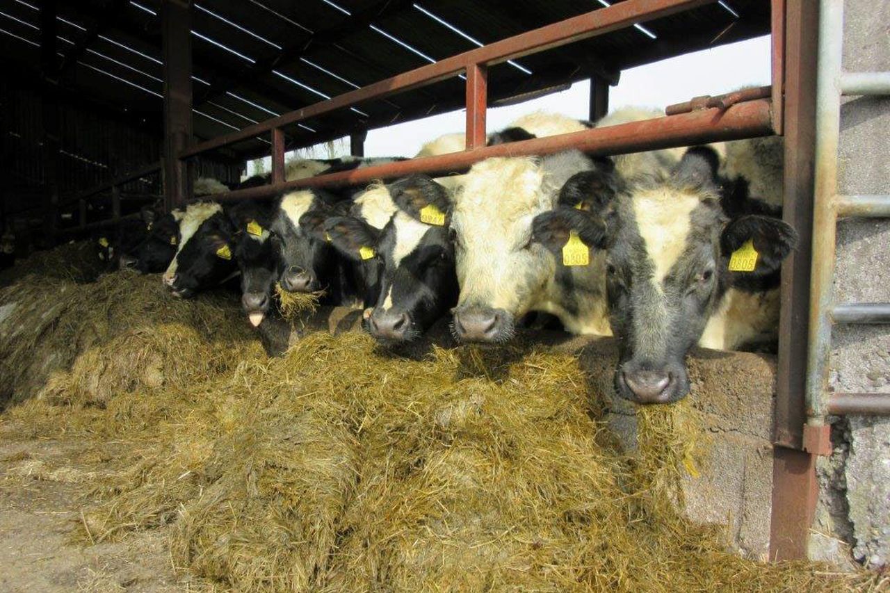 Farmers face opening silage pits of 'extremely variable' quality ...