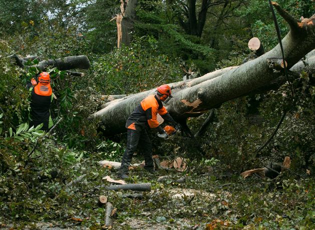 'Storm swindlers': Public warned of bogus tree surgeon scam | Irish ...